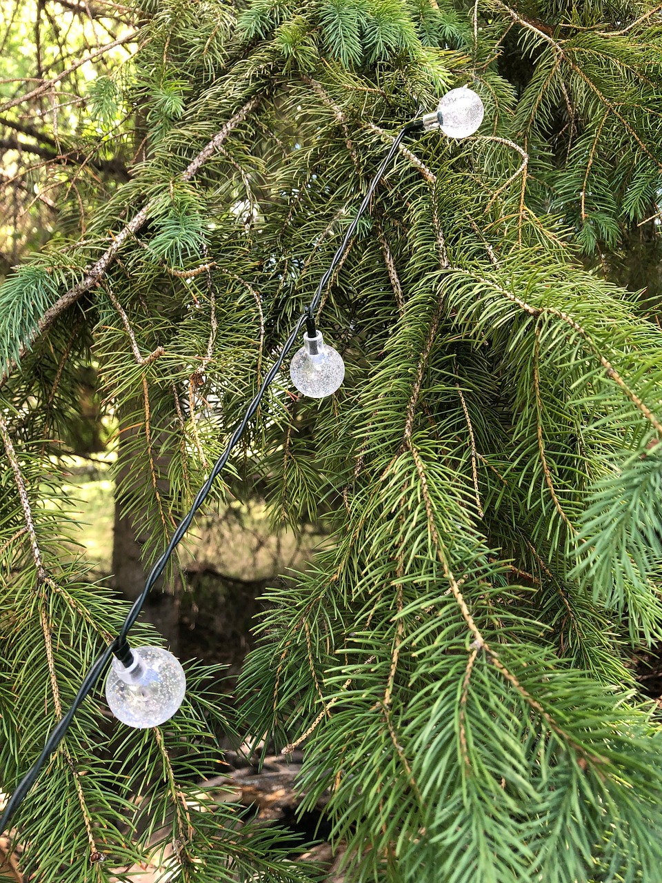 Evergreen Lights Green - Free photo on Pixabay - Pixabay