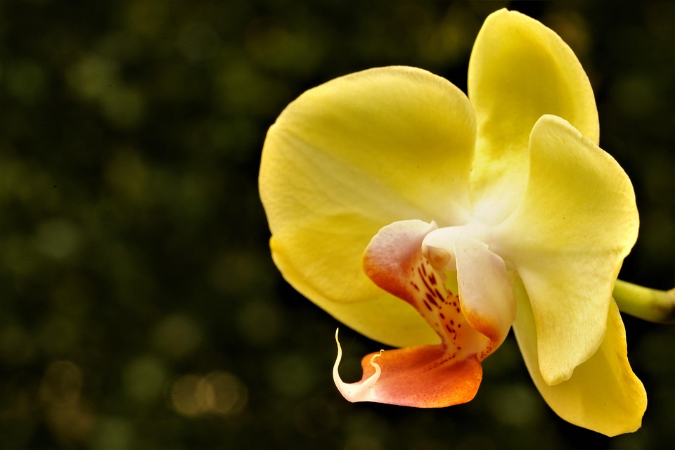 Anggrek Bunga Orchid Kuning - Foto gratis di Pixabay - Pixabay
