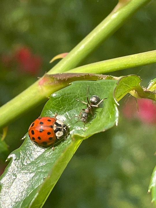 Lucky Bug Ladybug Communication Free Photo On Pixabay Pixabay
