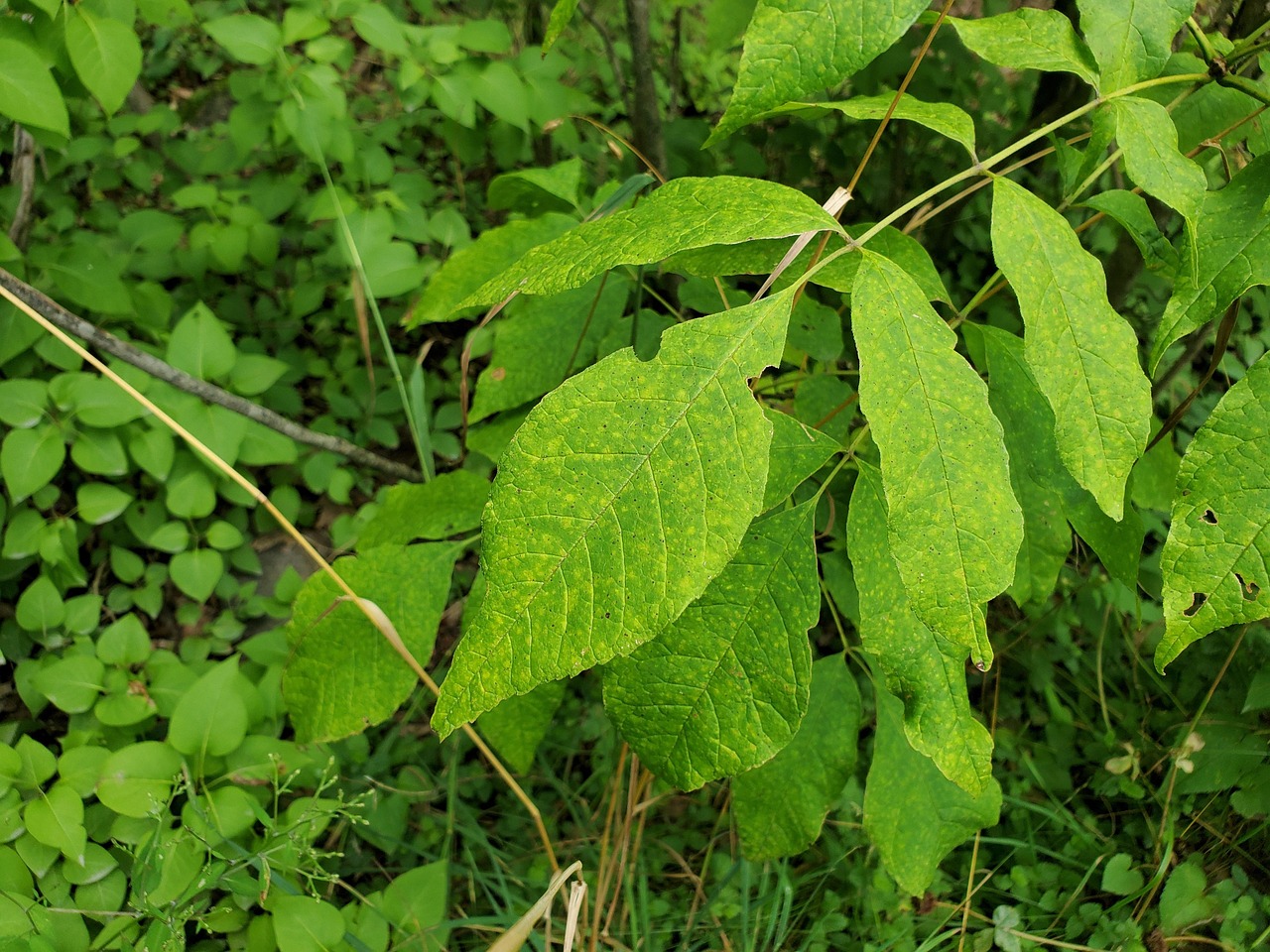 Nature Leaves Plants - Free photo on Pixabay - Pixabay