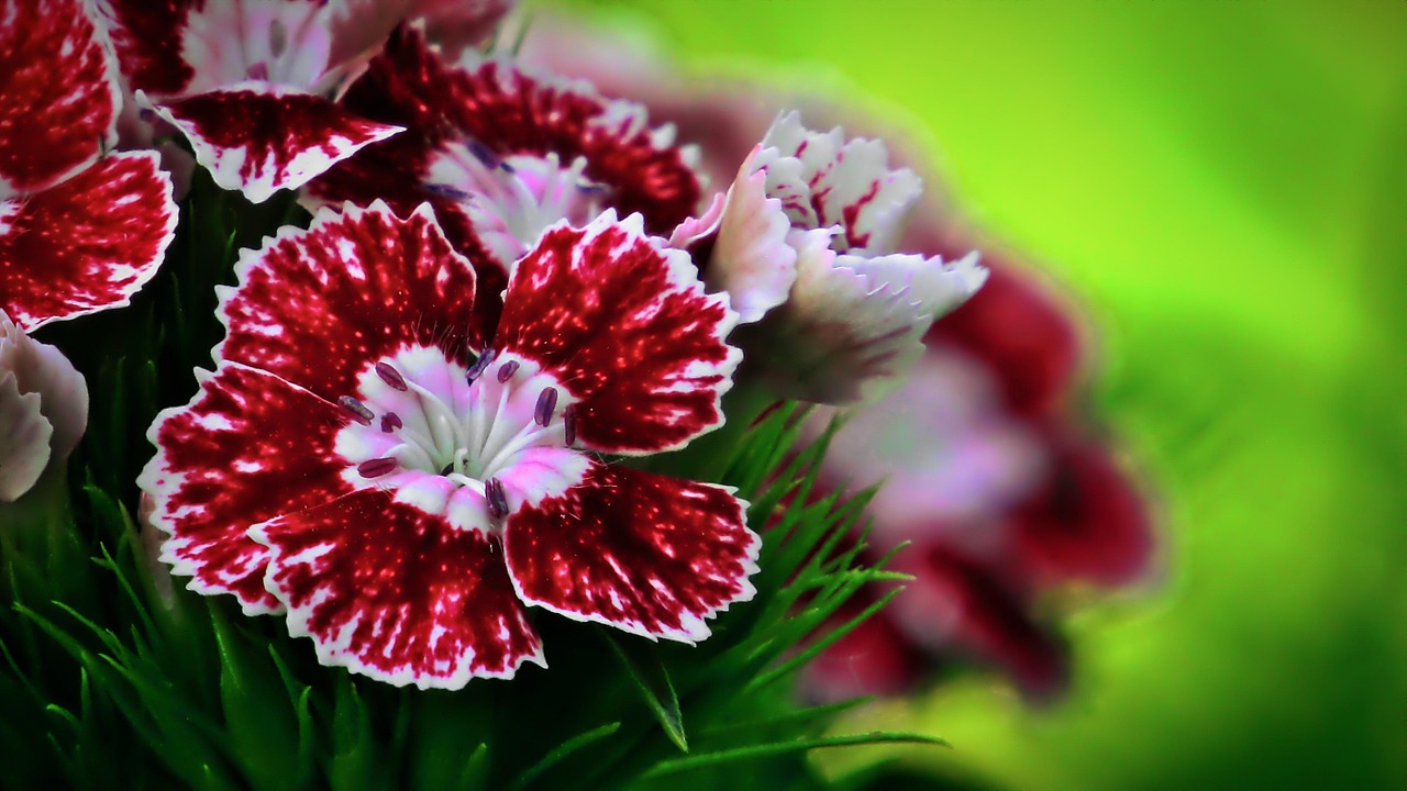 50,000+ Free Sweet William Flower & Sweet William Images - Pixabay