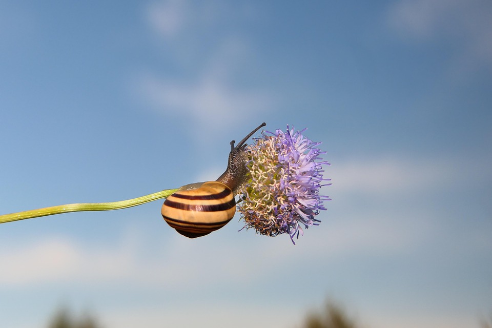 Siput Kerang Moluska - Foto gratis di Pixabay