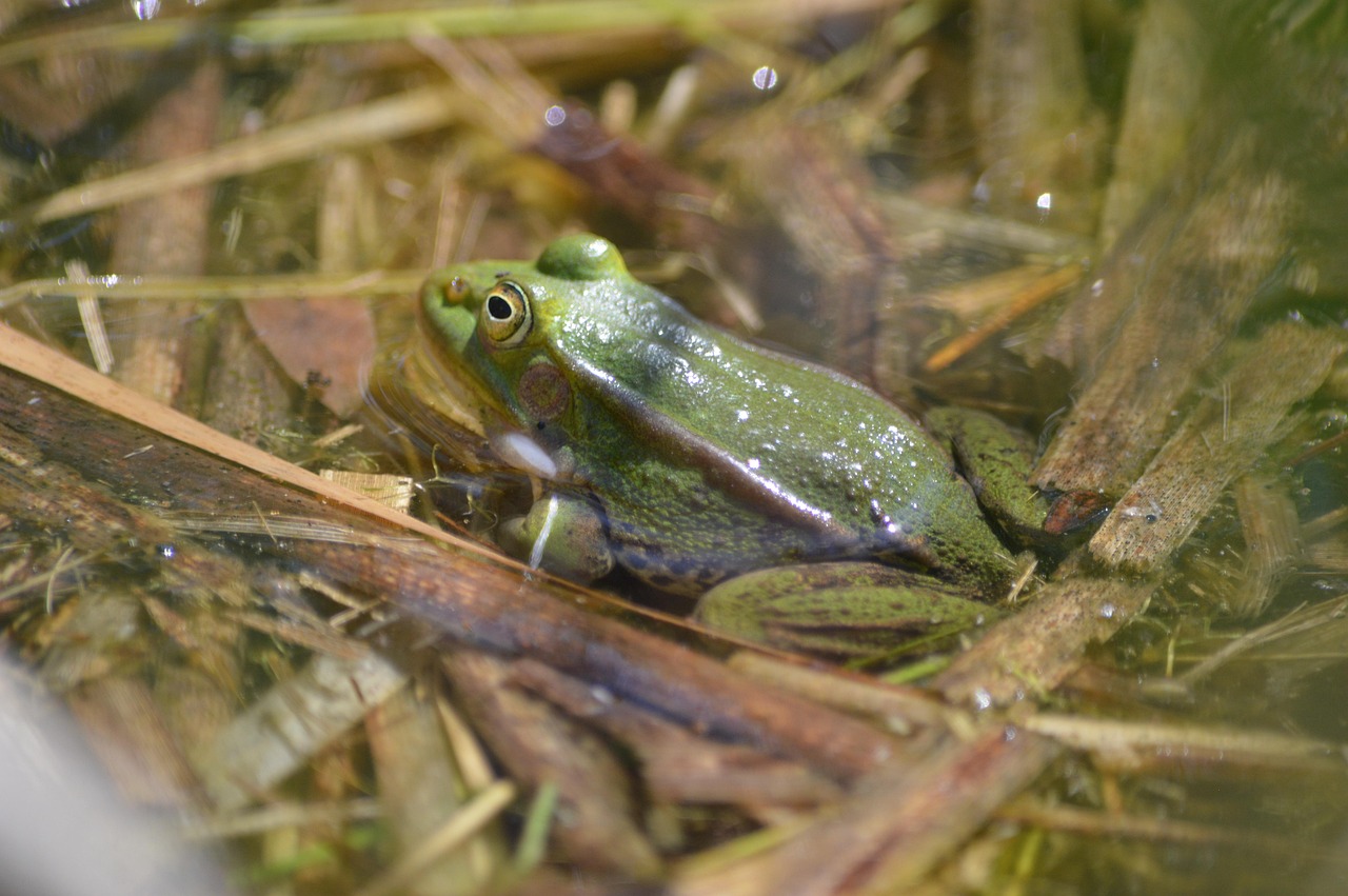 Frog Animal Pond - Free photo on Pixabay - Pixabay