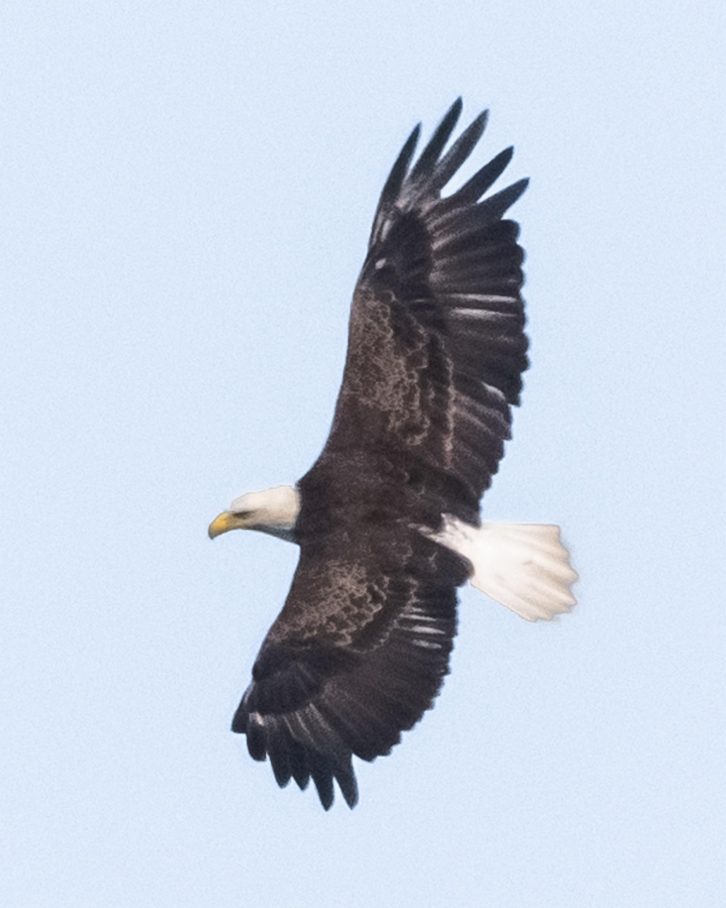 Bald Eagle Bird Audobon Society - Free photo on Pixabay - Pixabay