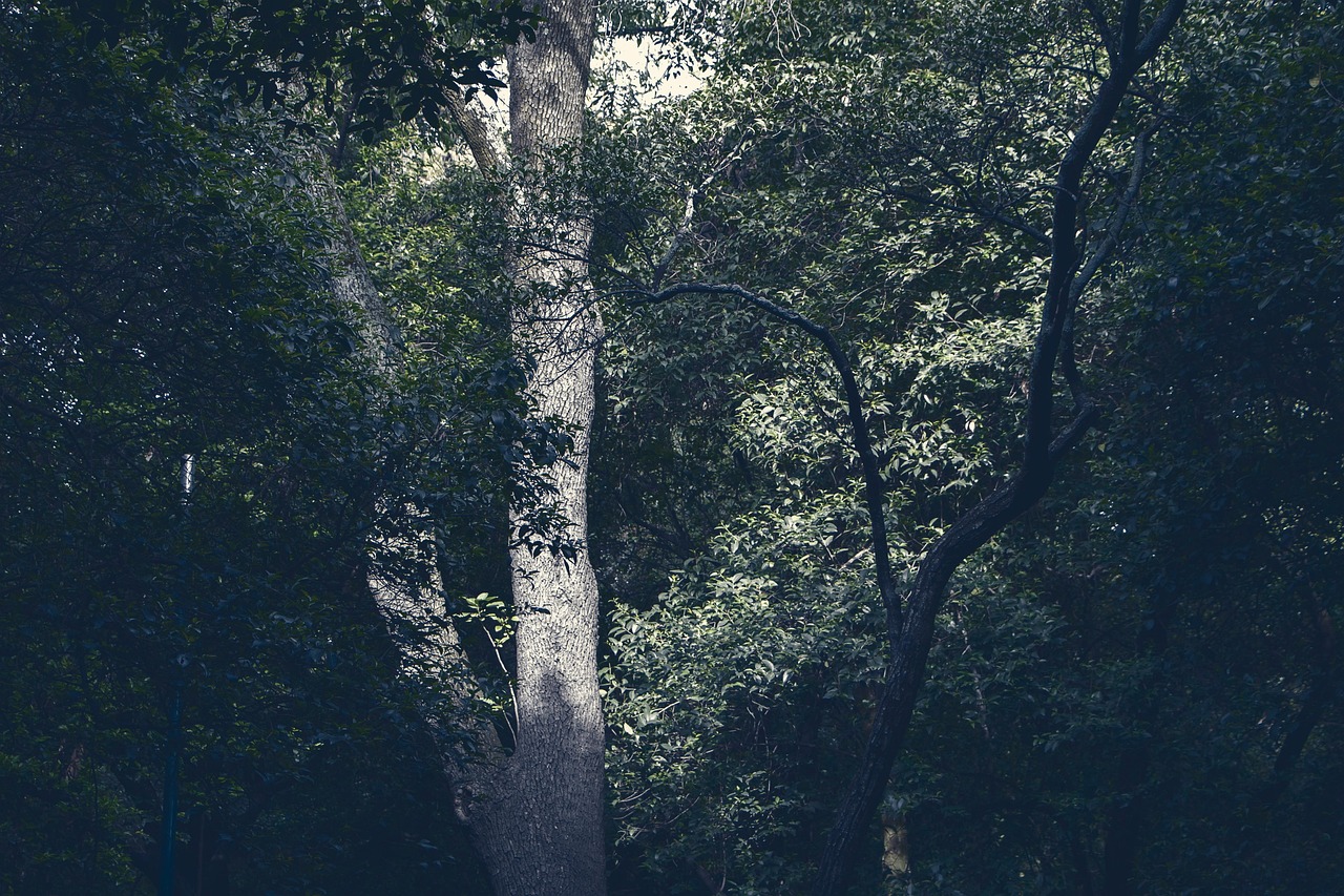 Tree Branches Forest - Free photo on Pixabay - Pixabay