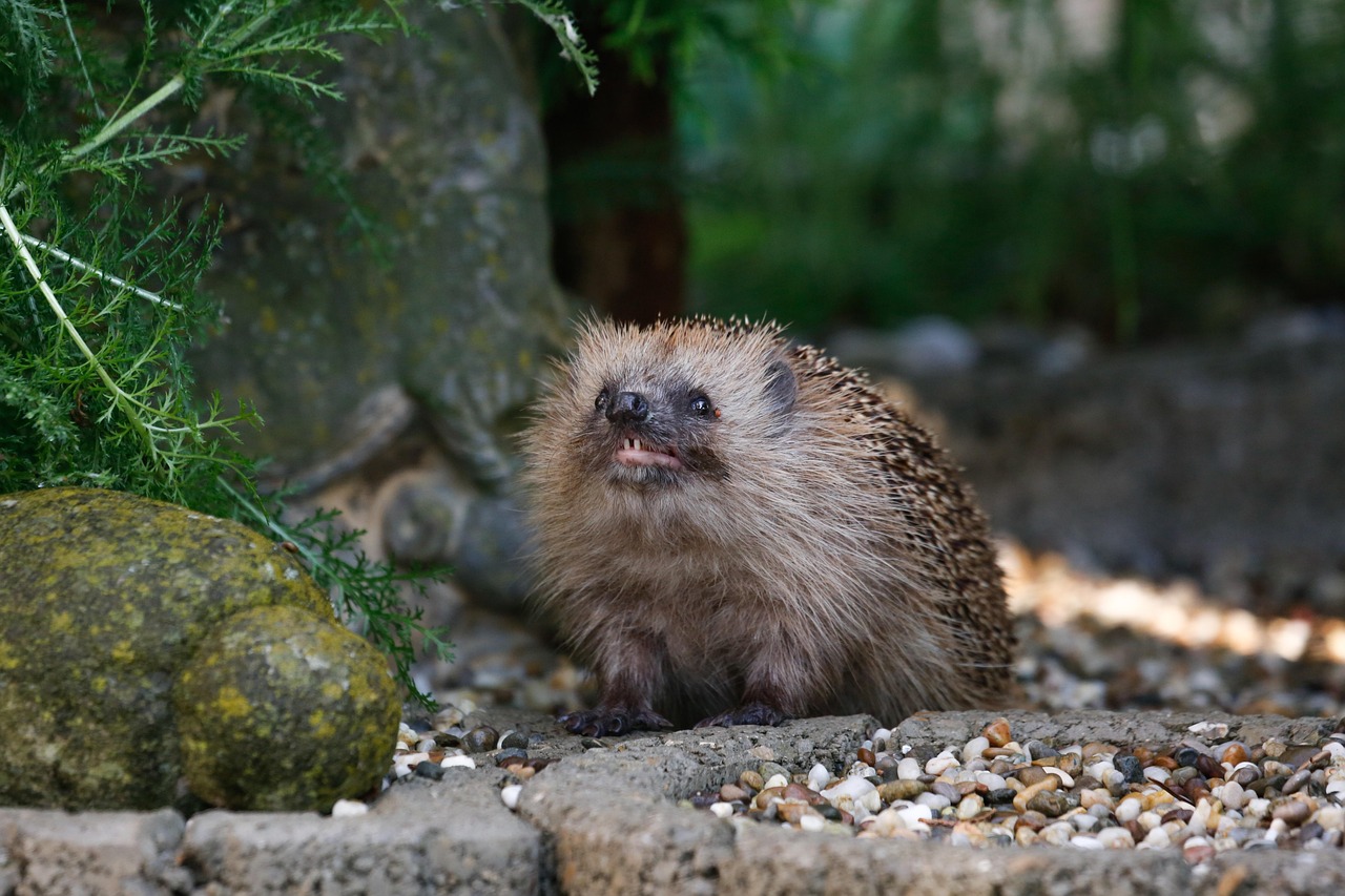 Igel Haustier Tier - Kostenloses Foto auf Pixabay - Pixabay