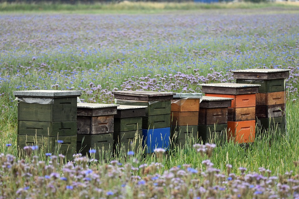 Beekeeping Beehive Boxes - Free photo on Pixabay - Pixabay