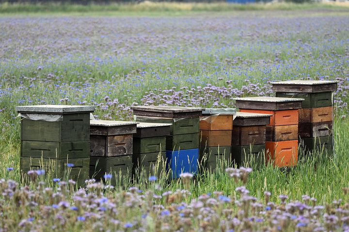 700+ Free Beehive & Honey Images