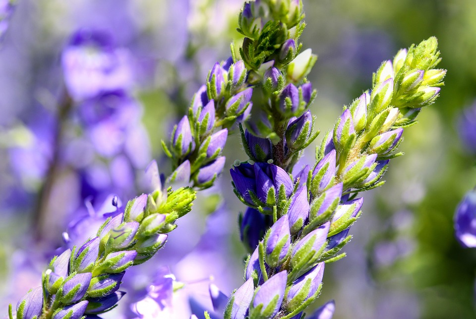 Larkspur Flowers Buds Purple - Free photo on Pixabay
