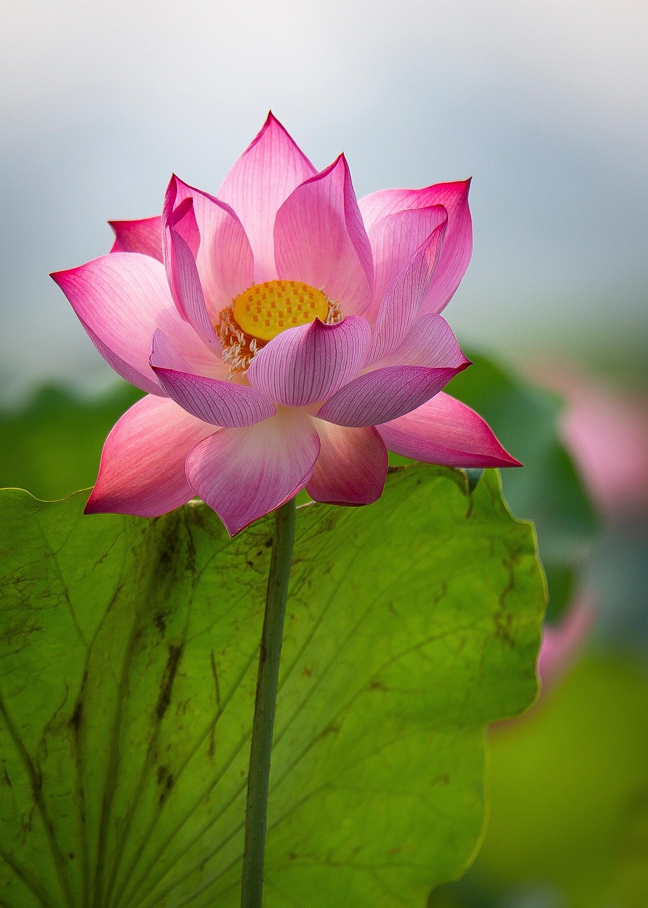 Lotus Flower Pink - Free photo on Pixabay