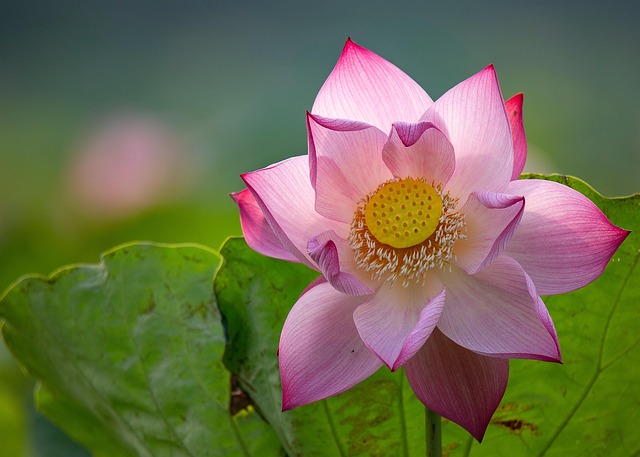 10,000+ Free Lotus Flower & Lotus Images - Pixabay