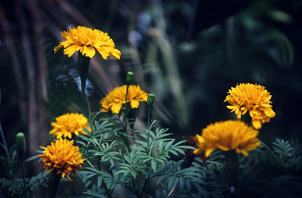 Ringelblume Blumen Garten - Kostenloses Foto auf Pixabay - Pixabay