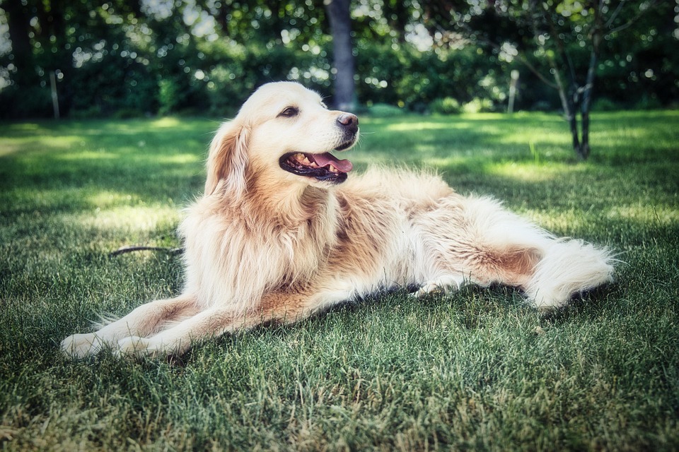 Chien Golden Retriever Animal De - Photo gratuite sur Pixabay - Pixabay