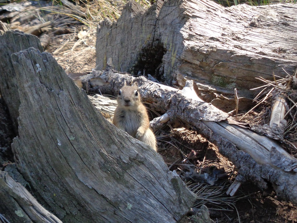 Squirrel Woodlands Forest - Free photo on Pixabay