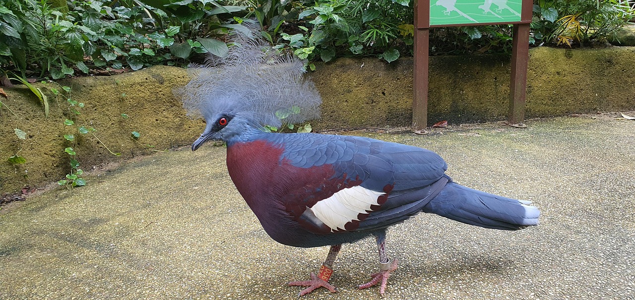 Victoria Crowned Pigeon Bird - Free photo on Pixabay - Pixabay