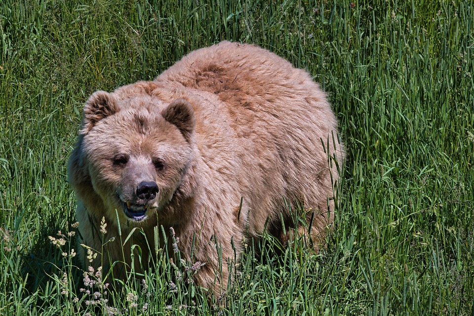 Brown Bear Beruang Satwa - Foto gratis di Pixabay - Pixabay