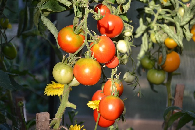 Tomato A Country House - Free photo on Pixabay - Pixabay