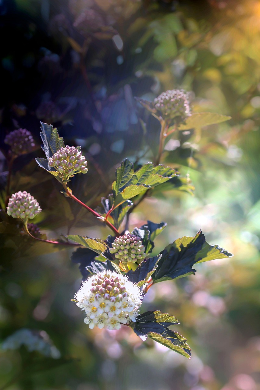Ninebark Flowers Branch Eastern - Free photo on Pixabay
