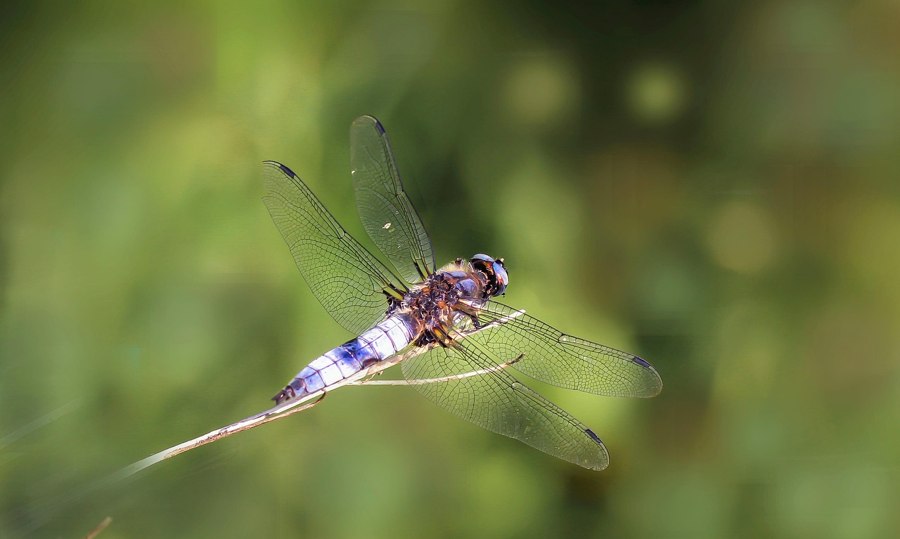 6,000+ Dragonfly Pictures & Images [HD] - Pixabay