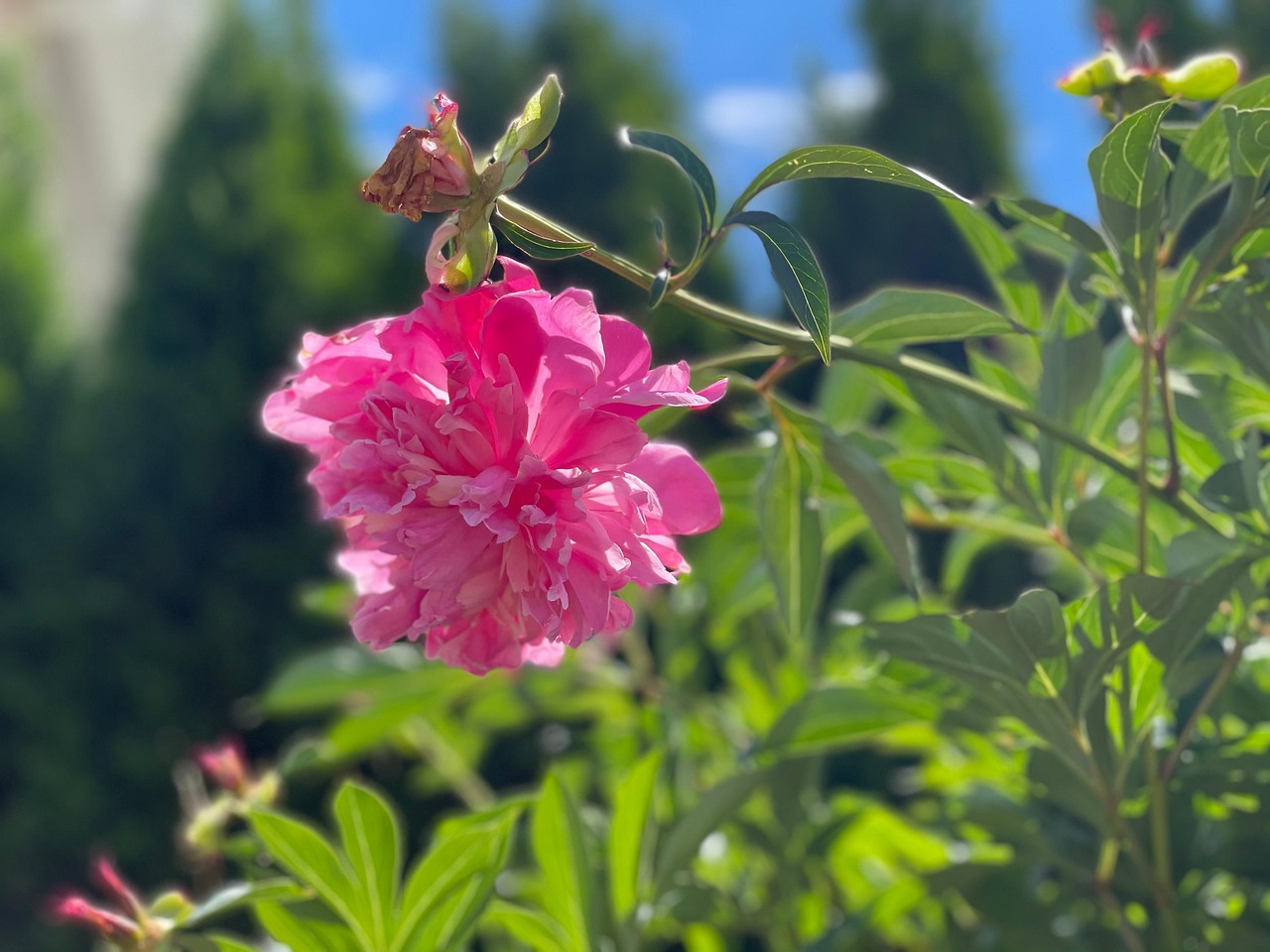 Rosa Rosado Día De La Madre - Foto gratis en Pixabay