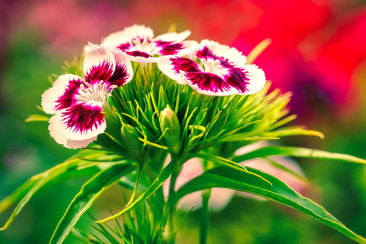 50,000+ Free Sweet William Flower & Sweet William Images - Pixabay