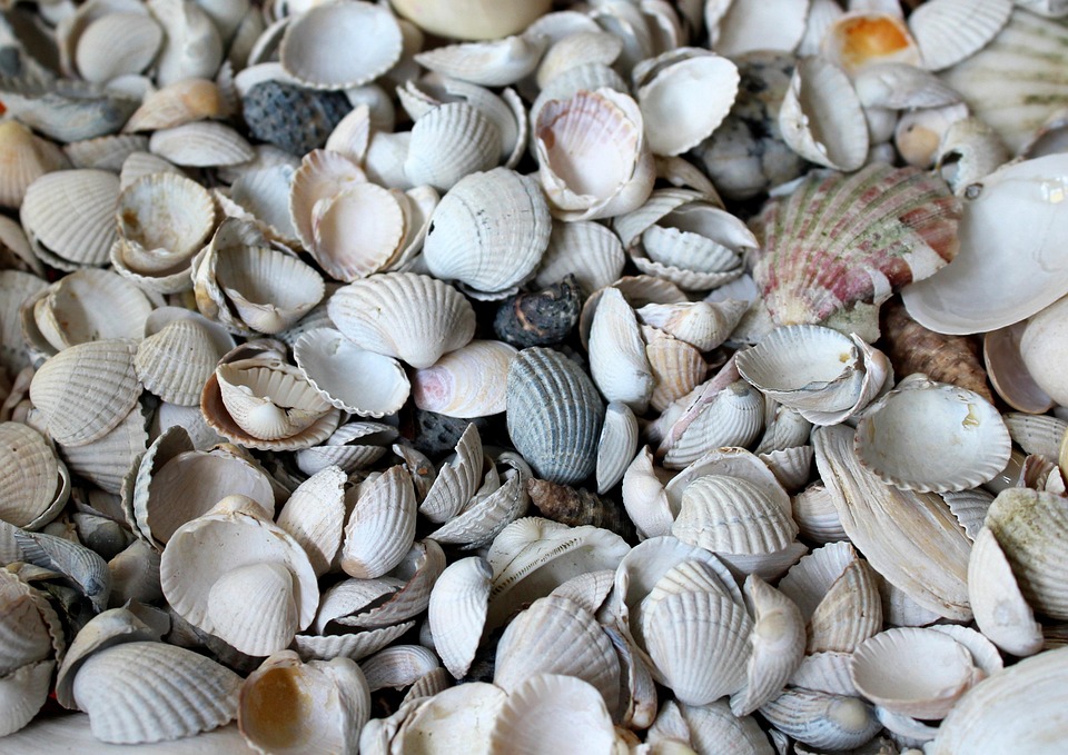 Coquilles L'Été Collection - Photo gratuite sur Pixabay - Pixabay