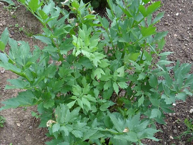 Maggi Herb Lovage Spices Aromatic - Free photo on Pixabay