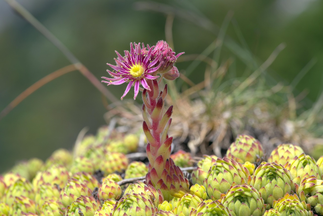 Joubarbe Fleurs Succulent Poule Et - Photo gratuite sur Pixabay - Pixabay