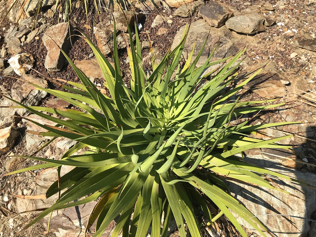 Agave Planta Suculento - Foto gratuita no Pixabay - Pixabay