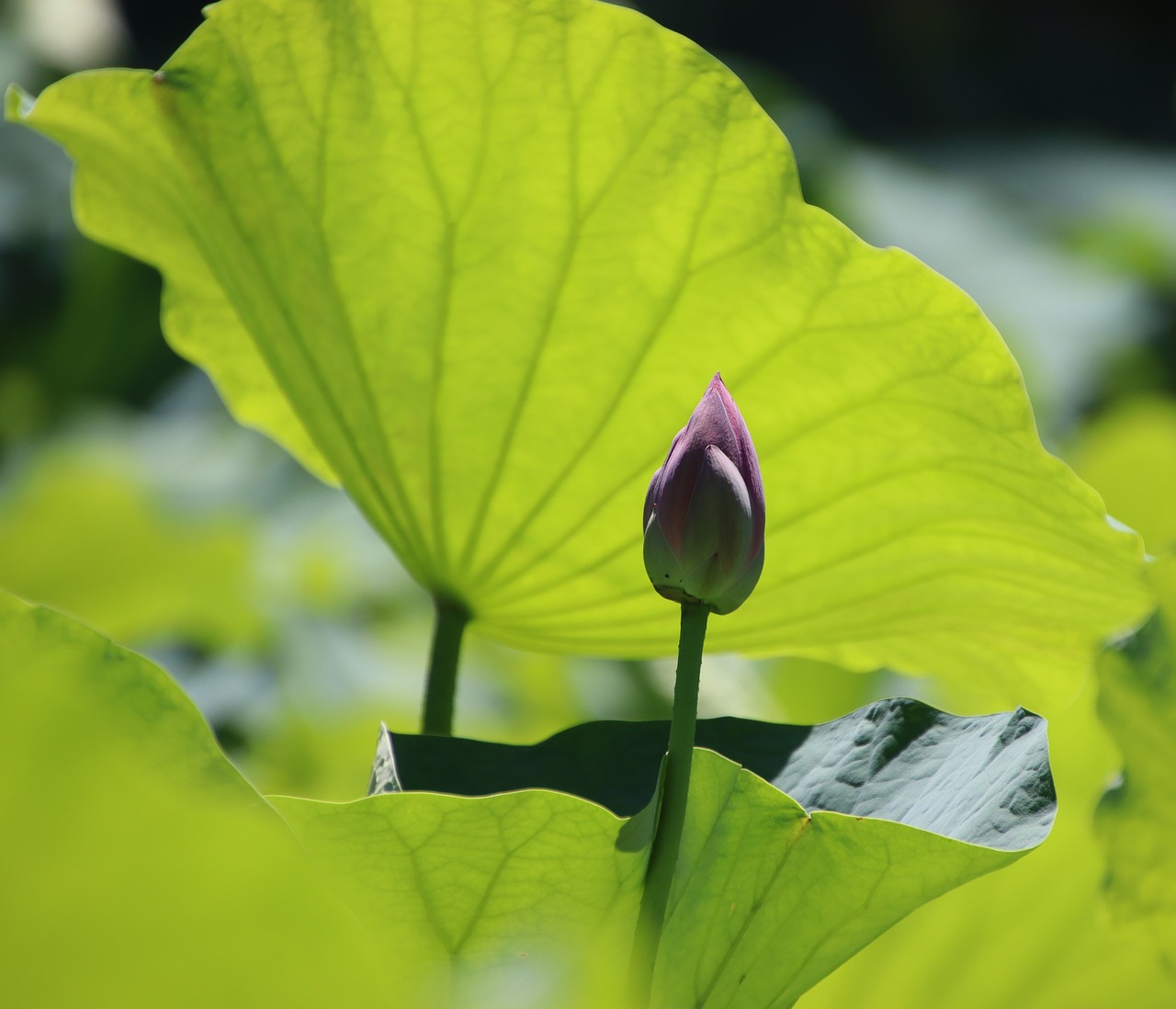 Lotus Flower Pink - Free photo on Pixabay - Pixabay