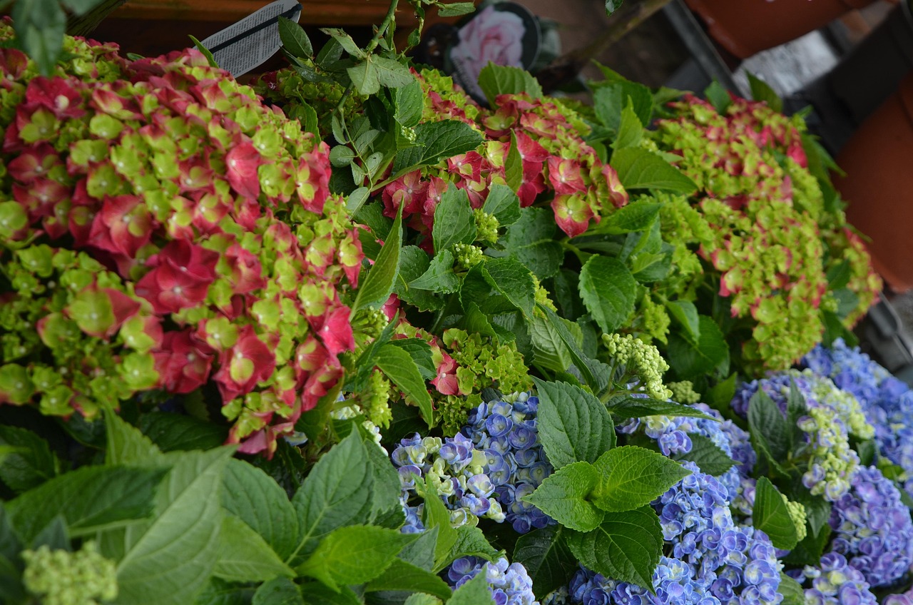 Hydrangea Tanaman Bunga - Foto gratis di Pixabay