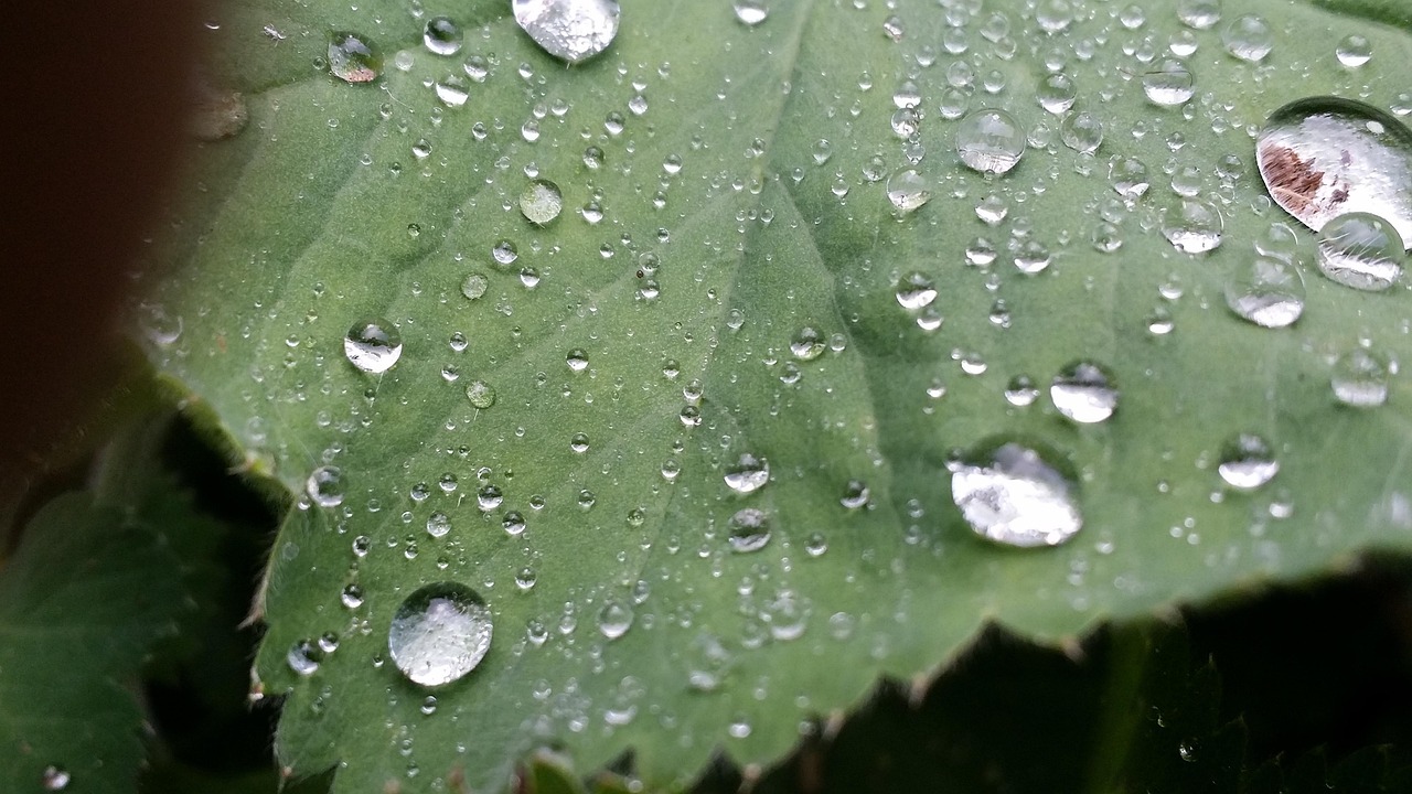 Raindrop Frauenmantel Leaf Water Free Photo On Pixabay Pixabay