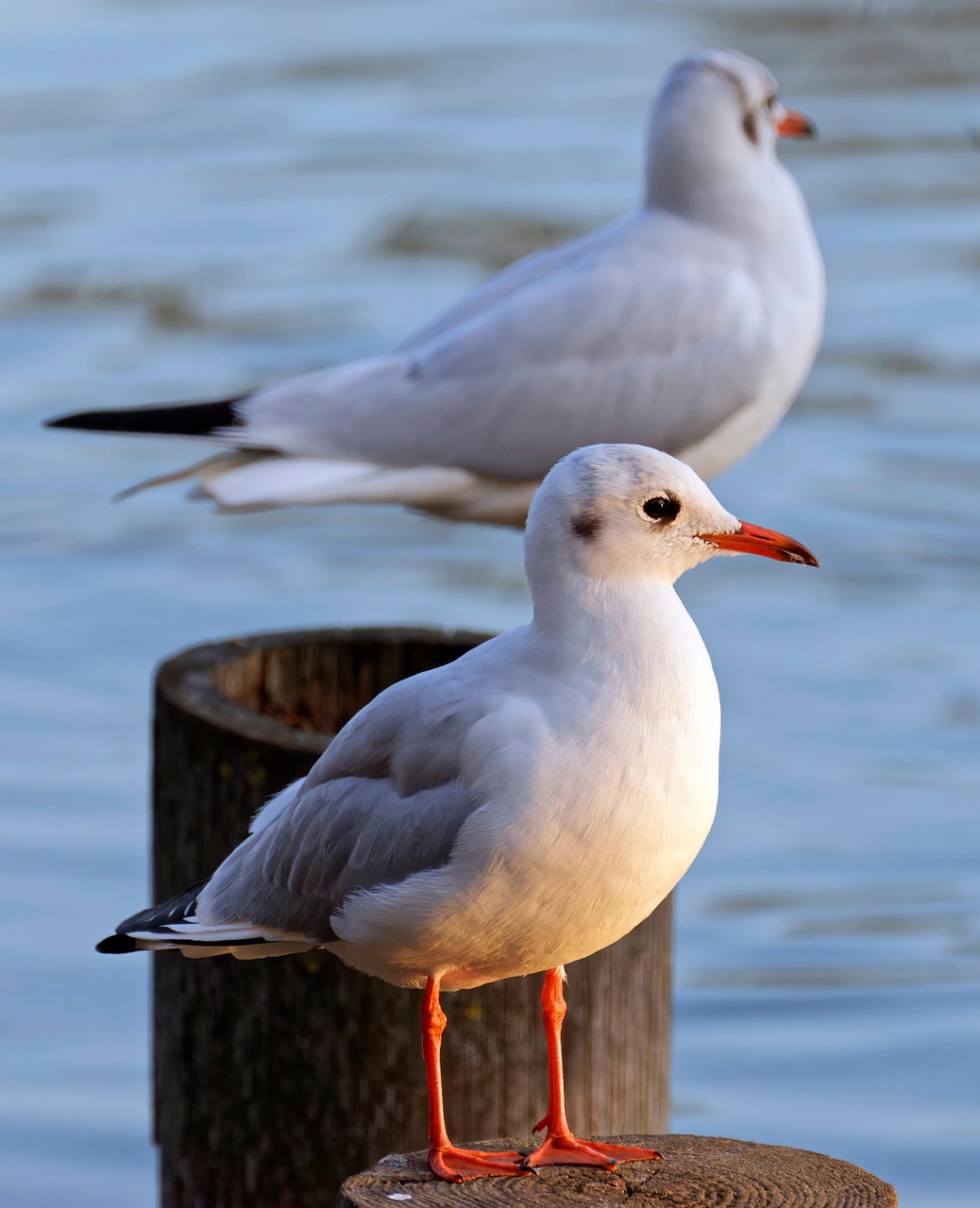 Seagulls Birds Animal - Free photo on Pixabay - Pixabay