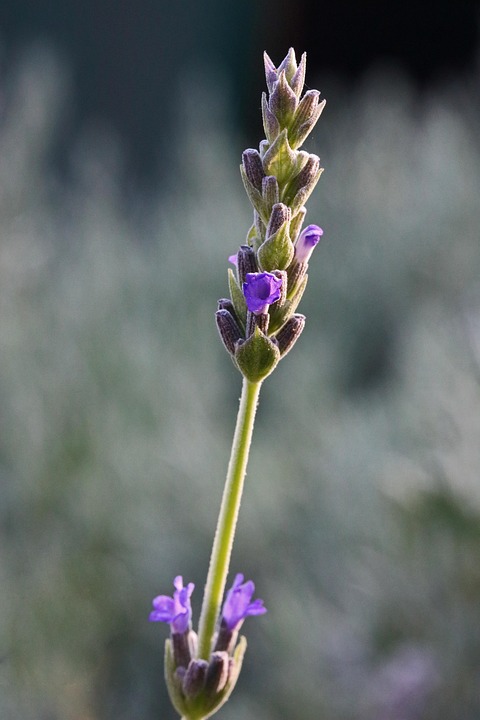 Lavender Flower Buds - Free photo on Pixabay - Pixabay