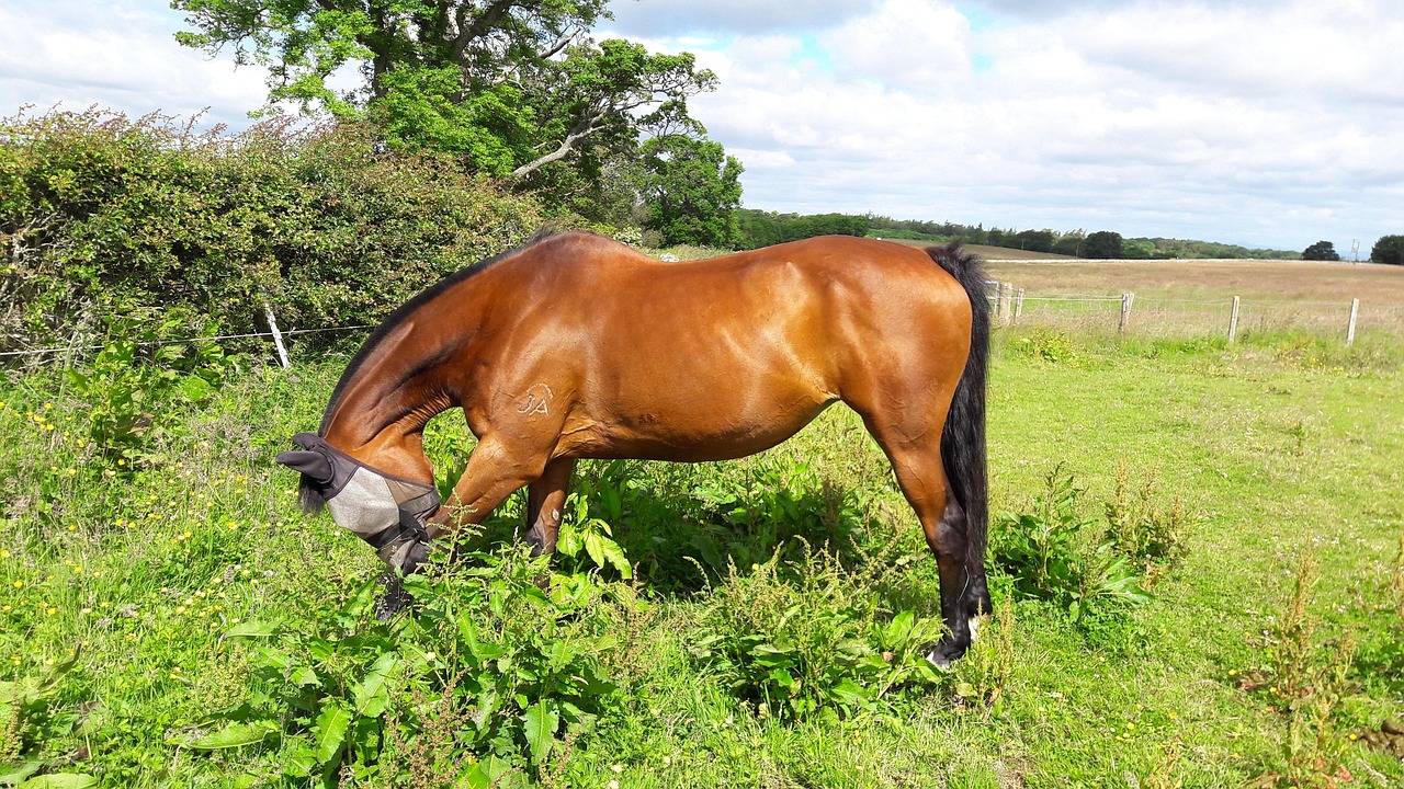 Caballo En El Campo Con - Foto gratis en Pixabay - Pixabay