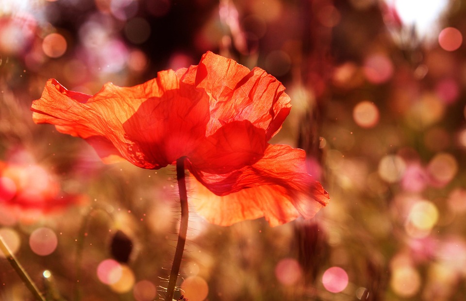 Opium Bunga Tanaman Poppy - Foto gratis di Pixabay - Pixabay