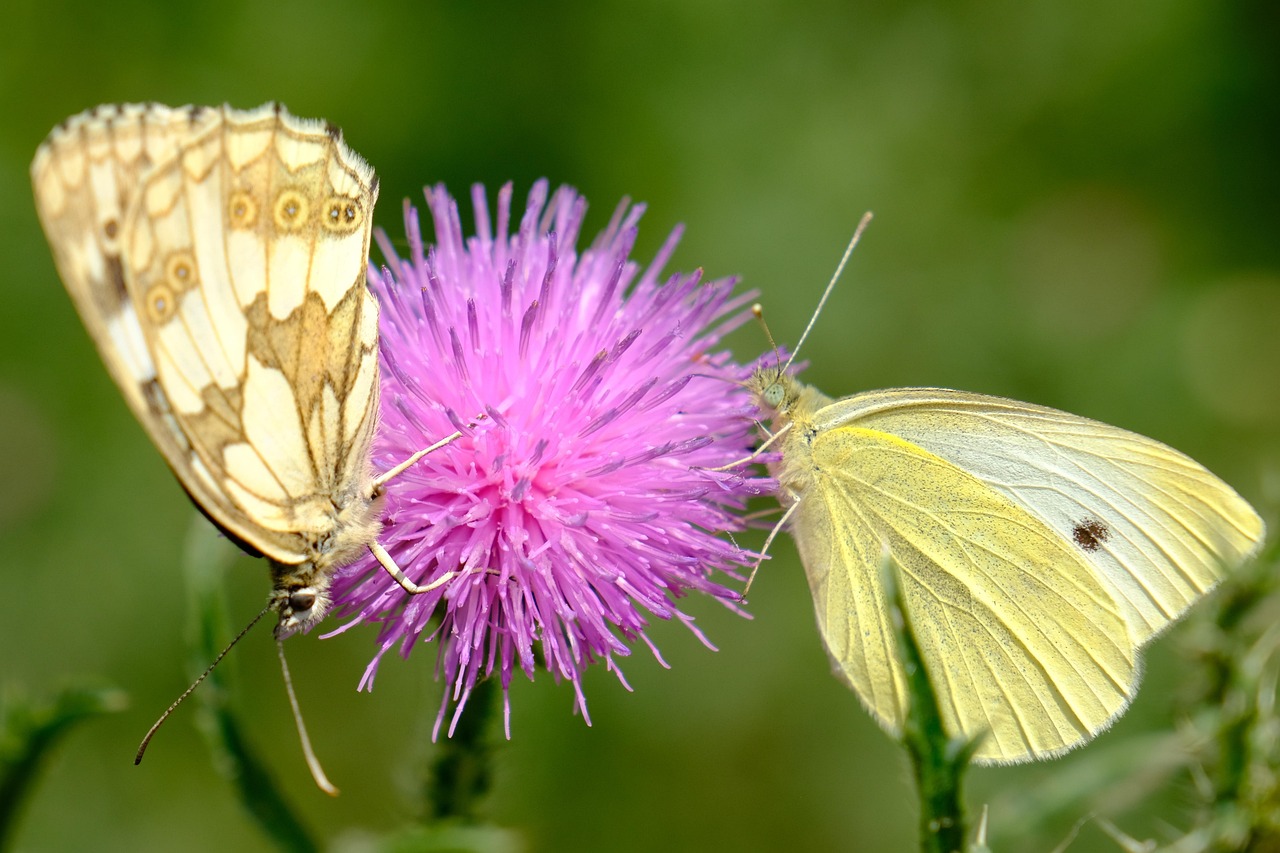 Papillons Fleur Féconder - Photo gratuite sur Pixabay - Pixabay