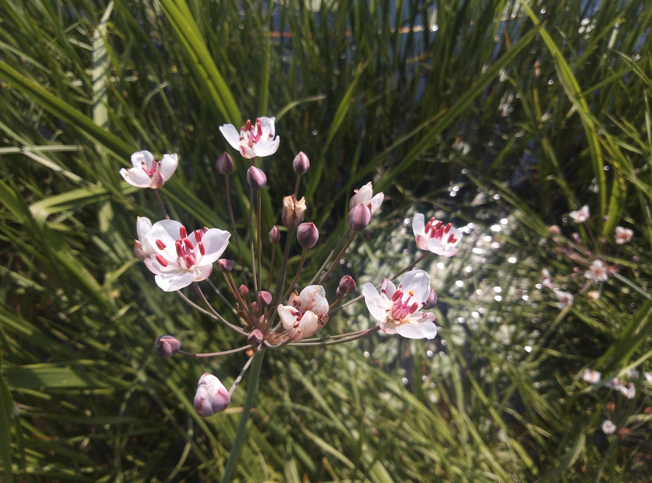 Bútomus Umbellátus Butomus Susak - Kostenloses Foto auf Pixabay - Pixabay