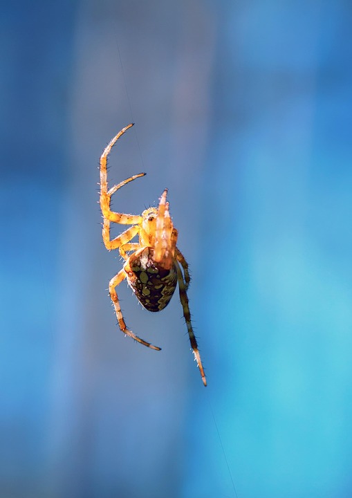 Spider Arachnid Animal - Free photo on Pixabay - Pixabay
