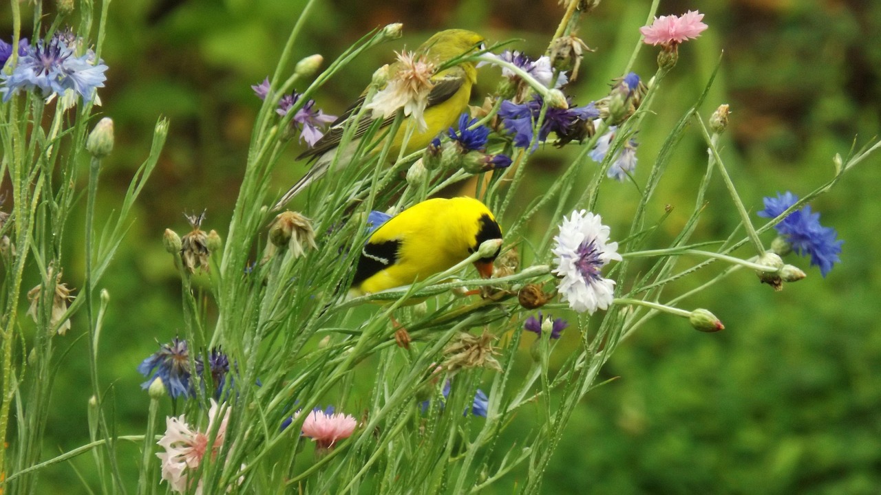 Lintuja Wildflower - Ilmainen valokuva Pixabayssa - Pixabay