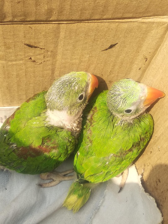Little Baby Parrot Cute - Free photo on Pixabay - Pixabay