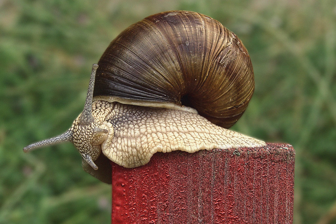 Snail Shell Mollusk - Free photo on Pixabay