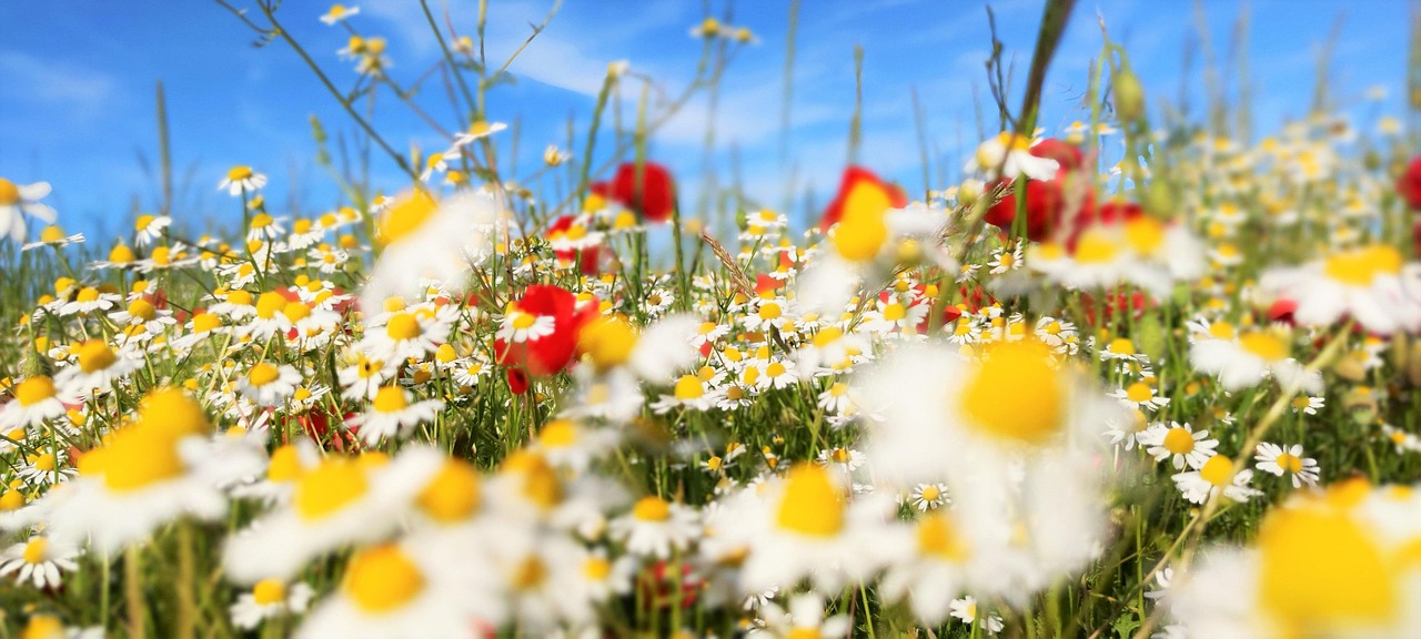 Flores Plantas Prado - Foto gratuita no Pixabay - Pixabay