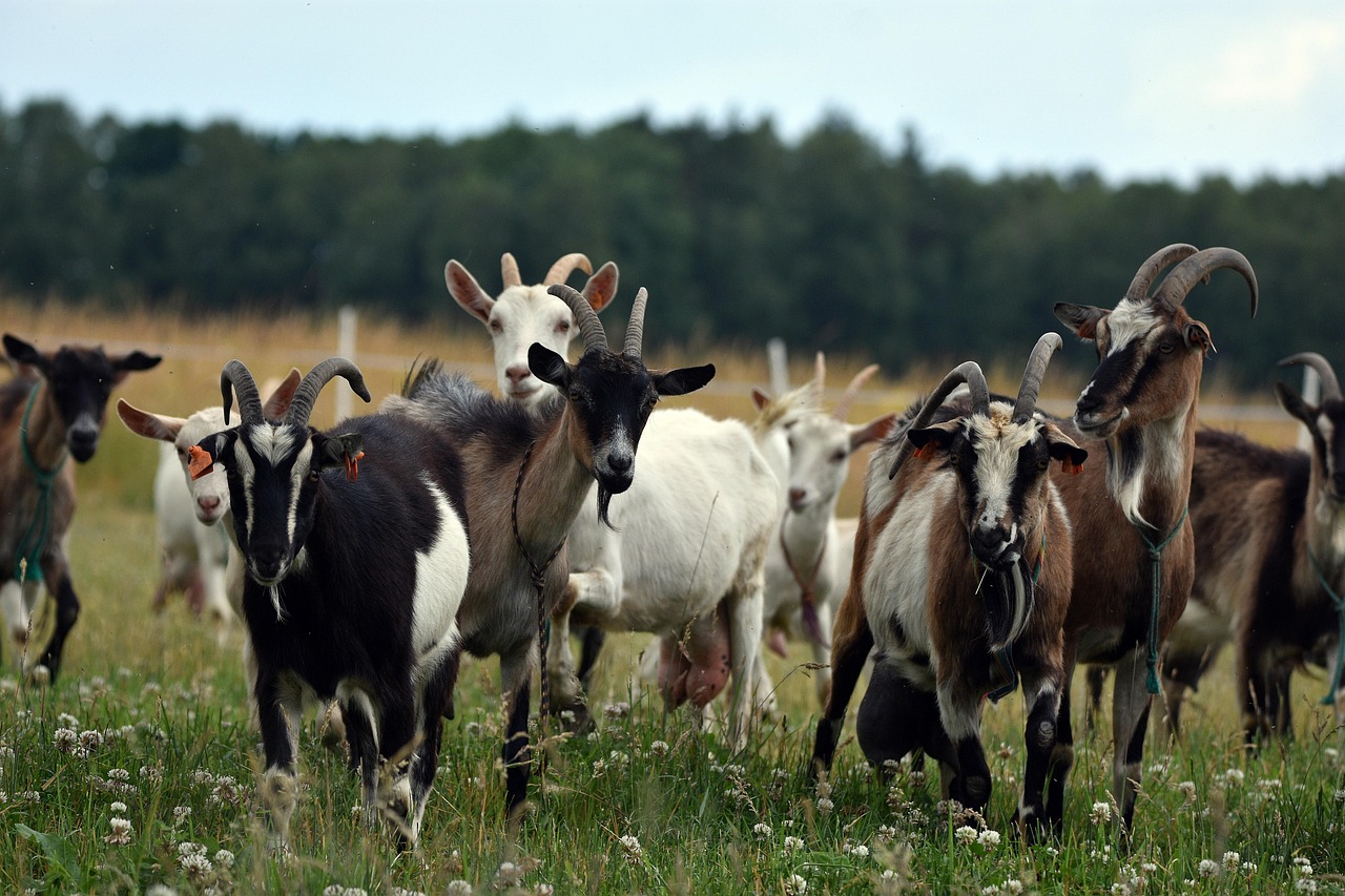 Goats Animals Herd - Free photo on Pixabay - Pixabay