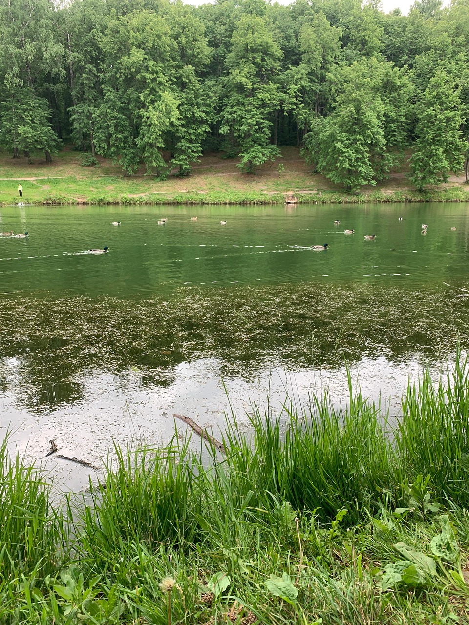 Ducks Nature - Free photo on Pixabay