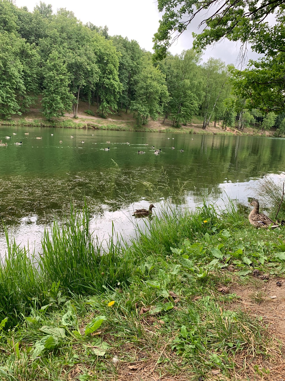 Ducks Nature - Free photo on Pixabay