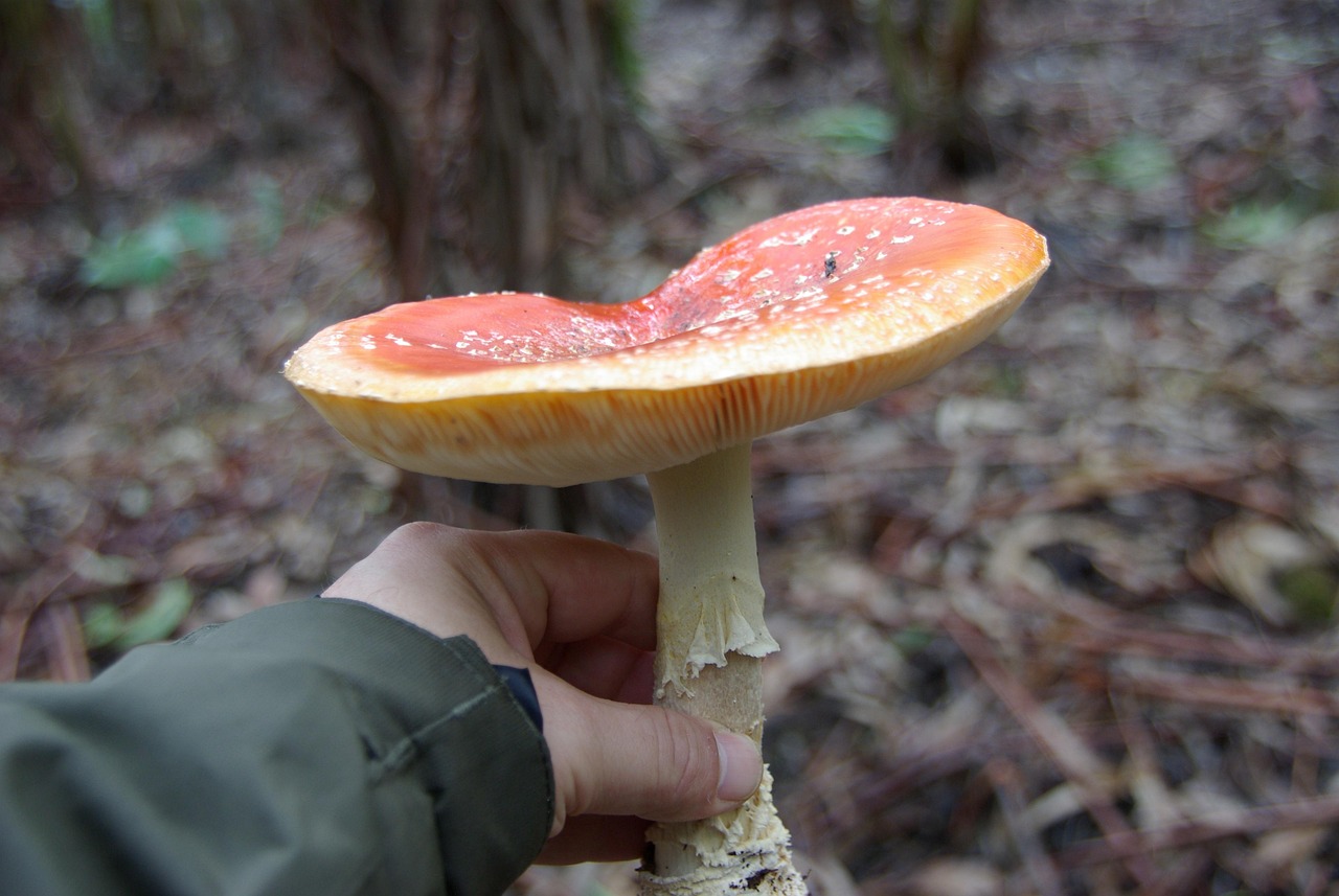 Amanite Muscaria Champignon - Photo gratuite sur Pixabay - Pixabay
