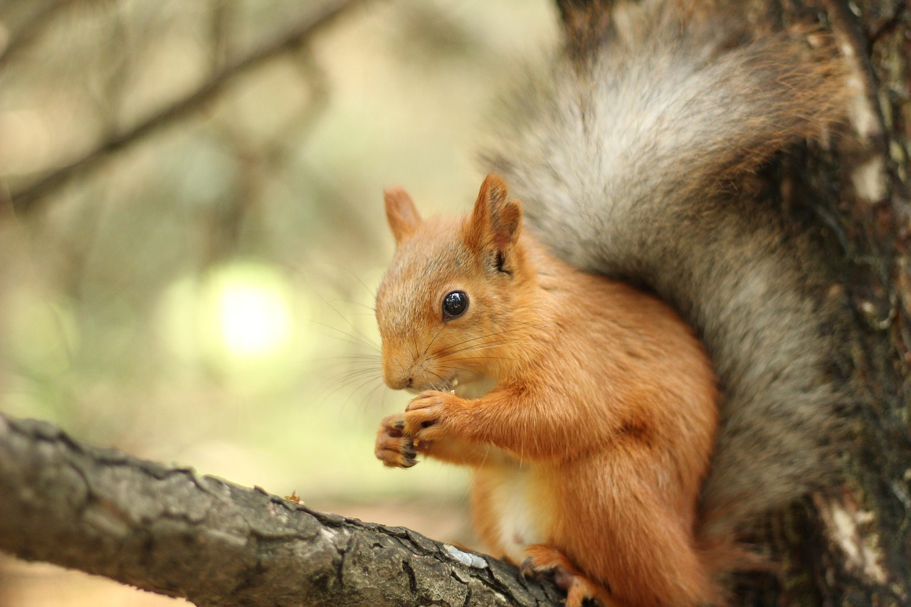 Ardilla Roedor Forrajeando - Foto gratis en Pixabay - Pixabay