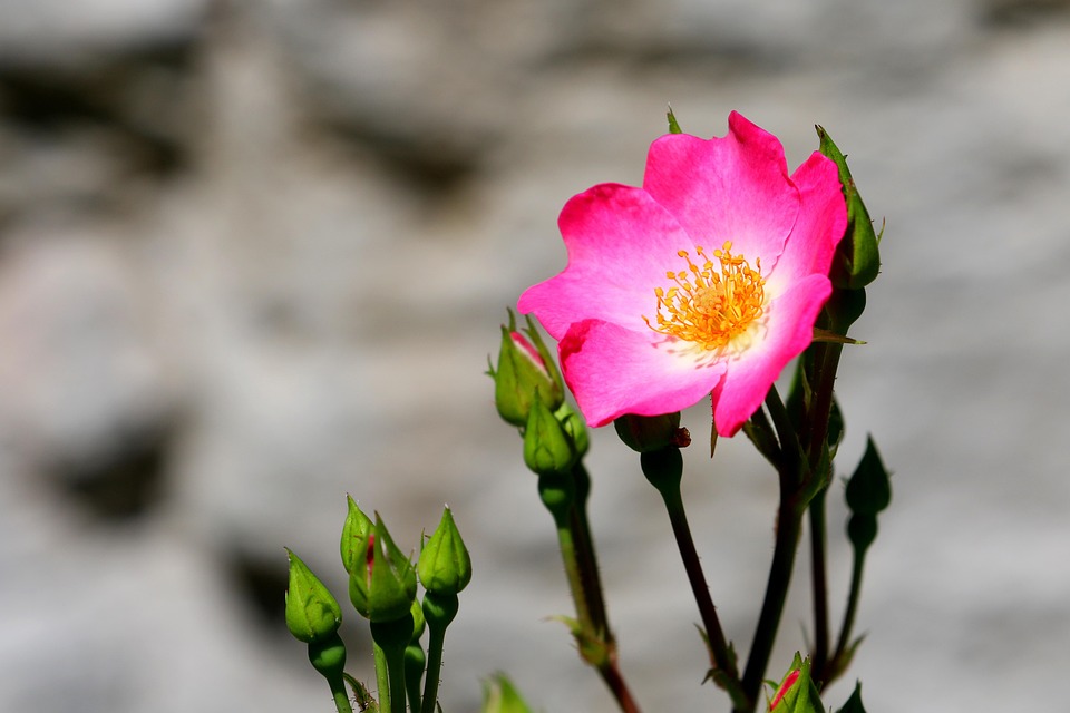 甜甜的刺 野玫瑰 花 Pixabay上的免费照片 Pixabay