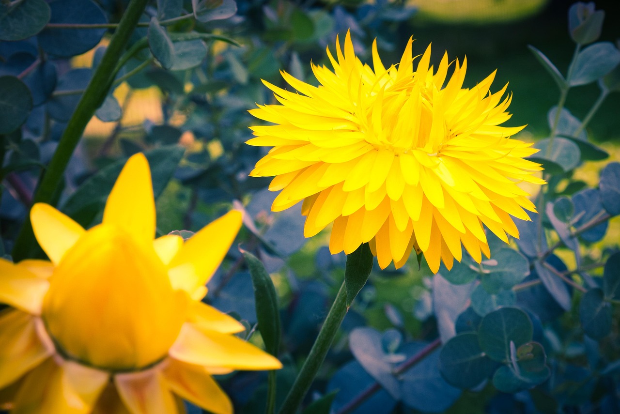 Flor De Paja Flores Planta - Foto gratis en Pixabay - Pixabay